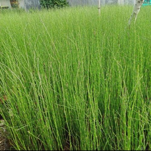 Jual Tanaman hias bambu air // pohon lidi air - Kab. Bogor - HUTAN ...