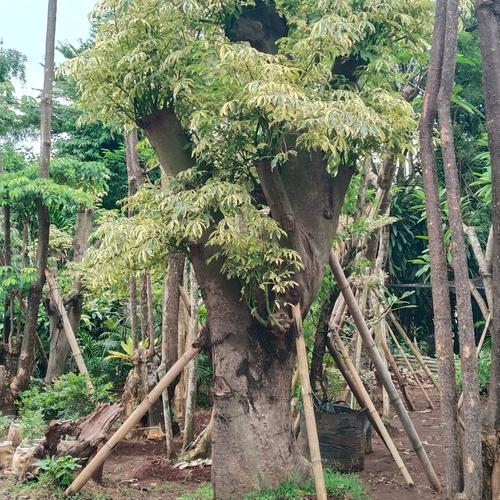 Jual pohon randu varigata besar - Kota Depok - Kelapa ijo nursery ...