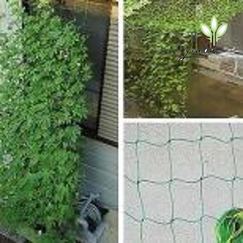 Jual Jaring Tanaman Buah Anggur Sayuran Tanaman Rambat/Jaring Tanaman ...