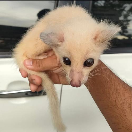 Promo musang pandan putih leucistic baby 1 bulan / hewan peliharaan ...