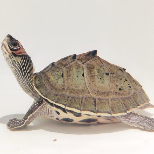 Jual Kura Kachuga Tecta / Indian Roofed (Pangshura Tecta) - Jakarta ...