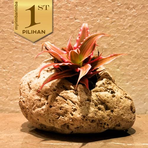 Jual Cryptantus Pot Batu Pumice Tanaman Sukulen Hiasan Aquarium ...