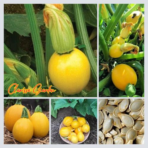 Jual 3 BUTIR BIJI/BENIH ZUCCHINI KUNING BULAT - Kab. Bandung - CLARISSA ...