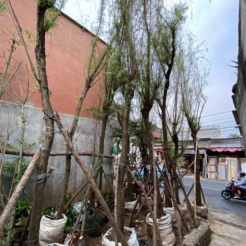 Jual Pohon Liang Liu / Janda Merana Tinggi 6-7 Meter - Jakarta Barat ...