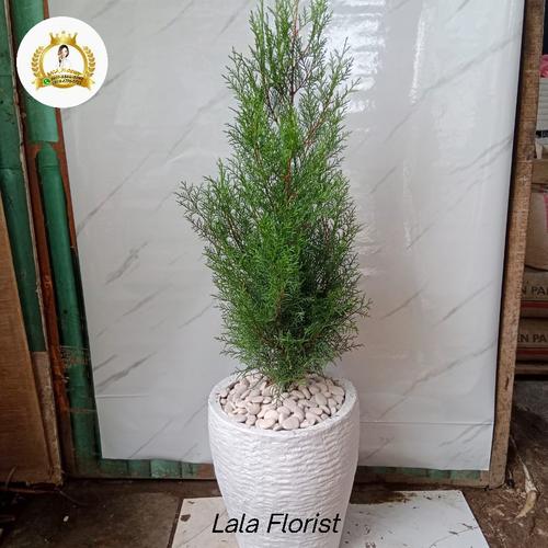 Jual tanaman cemara wangi + pot vas minimalis - model batu alam, VIA ...