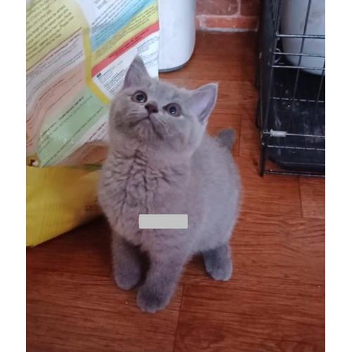Jual kucing british shorthair bsh cat ped wcf lilac jantan kitten - Kab ...