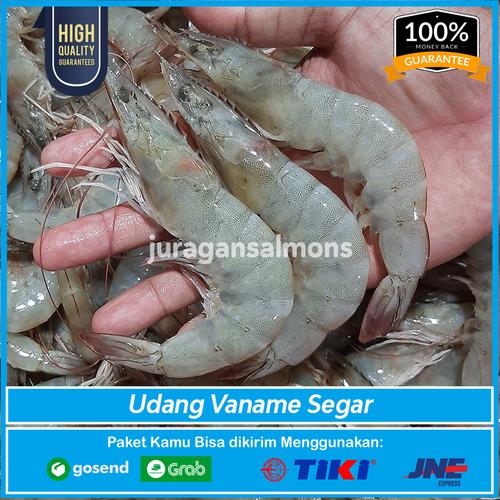 Jual Vaname Udang Tambak Segar/udang vannamei fresh/Udang Vaname Seafood - 500gr - Jakarta Utara ...