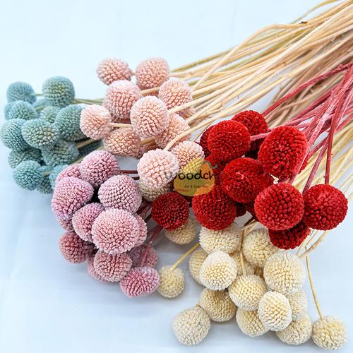 Jual CRASPEDIA / BILLY BUTTON ECER PERTANGKAI DRIED FLOWER / BUNGA ...