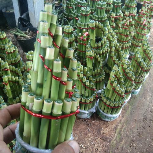 Jual bambu hoki, pohon bambu hoki, tanaman hias indoor, pohon ...