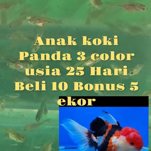 Jual Anak koki Oranda 3 color usia 25 hari beli 10 bonus 5 ekor - Kab ...