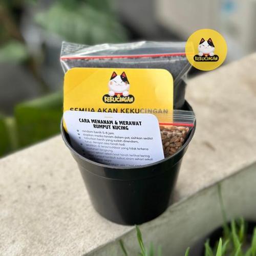 Promo DIY RUMPUT KUCING / Rumput Gandum Paket Lengkap Pot/Media/Benih ...