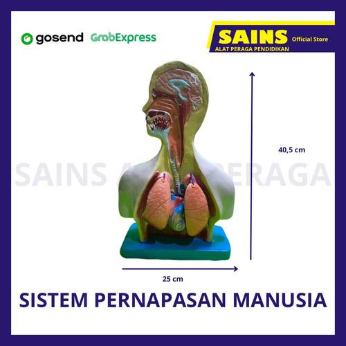 Jual Alat Peraga Torso Sistem Pernapasan Manusia /Manikin Sistem ...