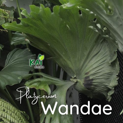 Jual Platycerium Wandae | Simbar Papua - S - Kab. Bandung - Kai Flora ...