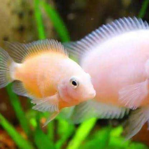 Jual Ikan Hias Siklid Black White Zebra Convict Cichlid Air Tawar ...