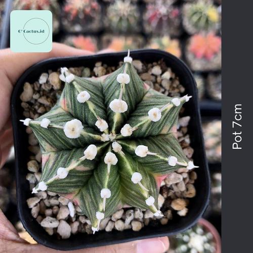 Jual Gymnocalycium LB Hybrid Varigata Kaktus Gymno Lb2178 LB 2178 Var miha - Kota Medan - Catt ...