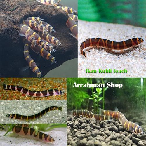 Jual ikan hias kuhli loach - ikan kuhli pemakan lumut aquascape ...