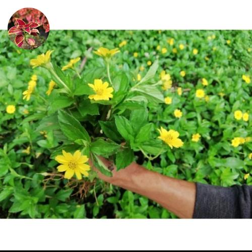 Jual Tanaman Legetan Matahari Perbibit - Kota Tangerang Selatan ...