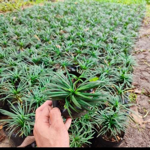 Jual tanaman rumput kucai mini - Kab. Bogor - HUTAN FLORA | Tokopedia