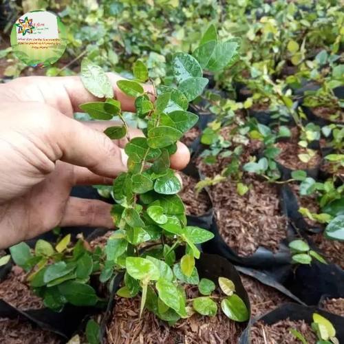 Jual Tanaman Dolar kecil - Pohon Merambat dinding - Dolar mikro - mini ...