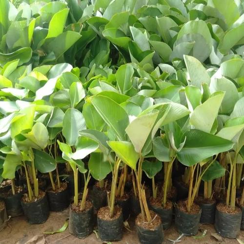Jual paket 50 tanaman pisang calathea lutea - tanaman pagar pisang ...
