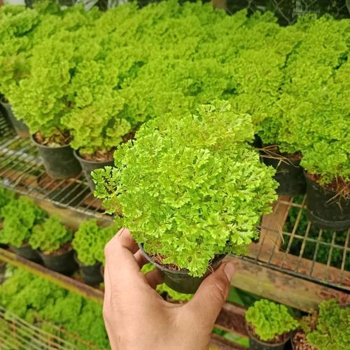 Jual tanaman hias lumut ambon moss ambon - pohon lumut ambon ande - Kab ...