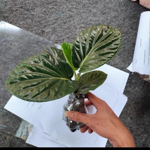 Jual pohon sirih papua / tanaman sirih hitam - Kab. Bogor - HUTAN FLORA ...