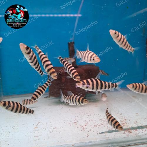 Jual IKAN HIAS AIR TAWAR - BLACK BANDED LEPORINUS / KAOS KAKI -+4CM ...