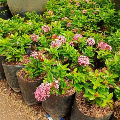 Jual tanaman asoka jambon pink - pohon soka jambon pink asoka - Kab ...