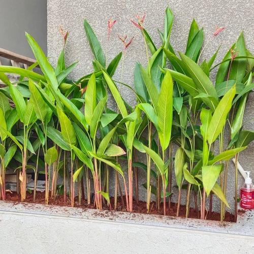 Jual paketan 50 tanaman pisang heliconia - tanaman pagar pisang ...