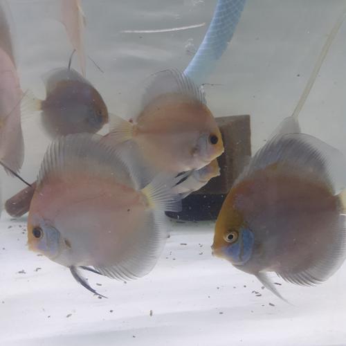 Jual Ikan Discus Blue Phantom Calico/Discus Premium/Ikan calilo/discus ...