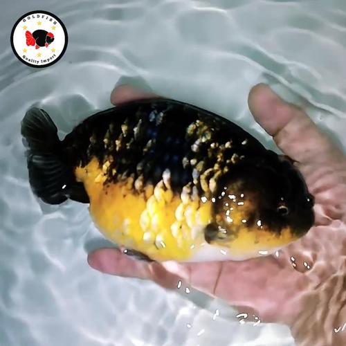 Jual Ikan mas koki rancu jumbo / rancu super jumbo - Kota Tangerang ...