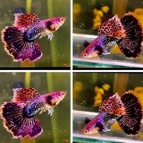 Jual Ikan Hias Guppy Pink Magenta Big Ear - betina - Kota Depok - Fishtreasure. id | Tokopedia