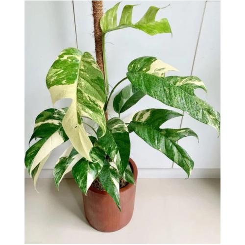 Jual Tanaman Epipremnum Pinnatum Variegata / Epip Variegata - Jakarta ...