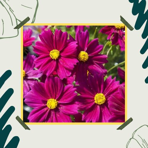 Jual TANAMAN HIAS HIDUP BUNGA COSMOS UNGU SIAP TANAM AKAR LEBAT RIMBUN ...