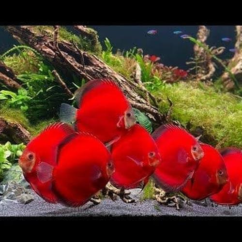 Jual Ikan Discus Red Golden Diamond/Discus RGD/Discus Merah - 4inch ...