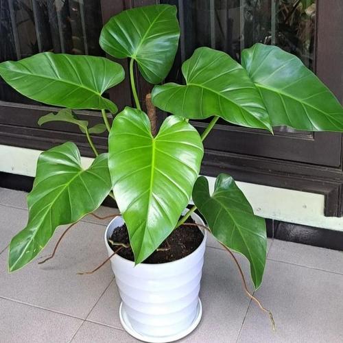 Jual tanaman hias philodendron giganteum pohon philo marbel philo ...