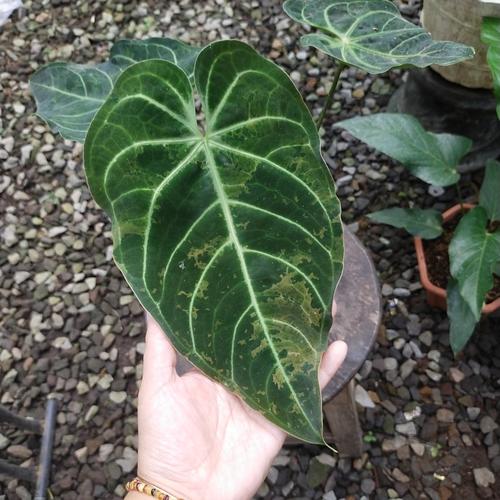 Jual Anthurium Magnifikum Verde Varigata 3 Daun - Kab. Blitar - BLT ...
