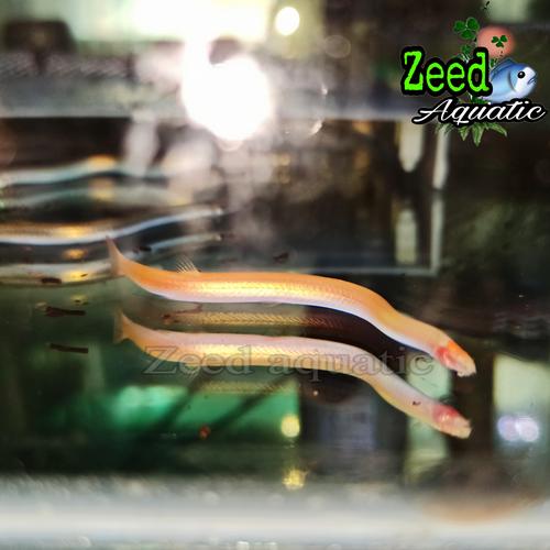 Promo ikan hias Pangio Doriae Albino (super rare) Collector item - Kota ...