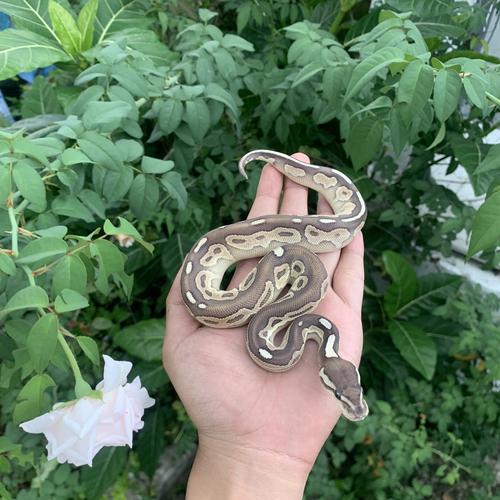 Jual Ball python morph cinnamon butter poss calico het ghost 100% - Kota Blitar - Mormarpf ...