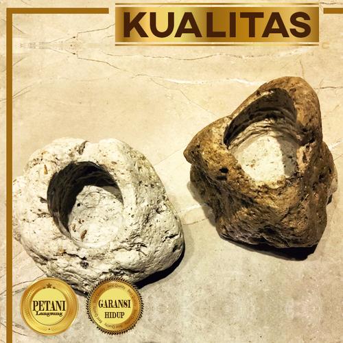 Jual Pot Batu Pumice untuk Tanaman Hias Sukulen Hiasan Aquarium ...