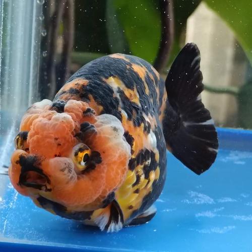 Jual Ranchu black gold/ ikan mas koki ranchu black / ikan hias aquarium ...