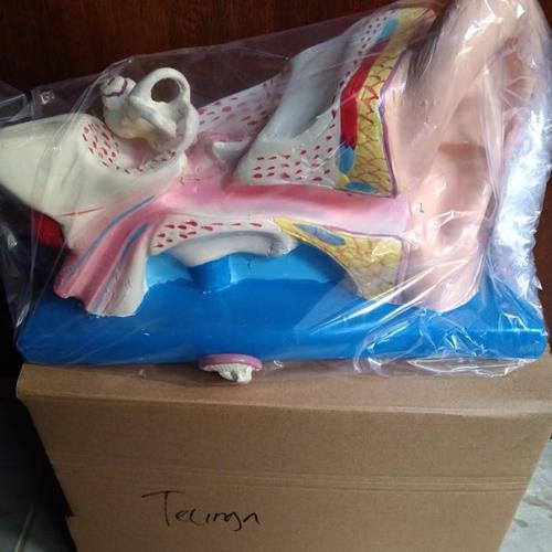 Jual MODEL TELINGA MANEKIN TELINGA ANATOMI TELINGA MANUSIA PRATIKUM ...