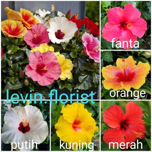 Jual Hibiscus rosa sinensis / kembang sepatu bangkok bibit tanaman ...