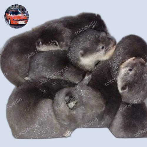 Jual Baby Sero atau Anak Otter - Baby Mandiri - Kab. Tangerang - Mas ...
