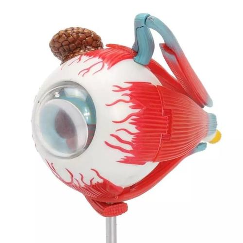 Jual manekin Alat Peraga 4D Model Anatomi Mata Manusia - Jakarta Barat ...