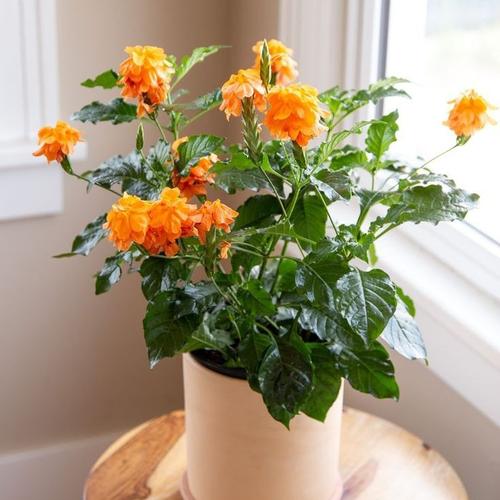 Promo TANAMAN HIAS CROSSANDRA BUNGA ORANGE - TANAMAN HIAS HIDUP OUTDOOR ...