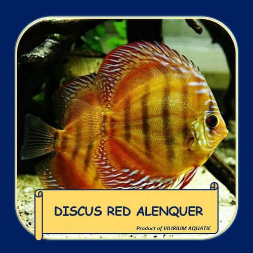 Promo IKAN HIAS AIR TAWAR - DISCUS RED ALENQUER - Jakarta Pusat ...