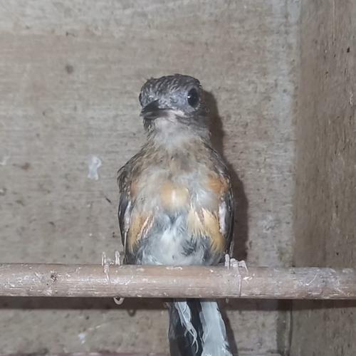 Jual MURAI ANAKAN TRAH PANDA/ALBINO - Jakarta Timur - rumahmuray ...