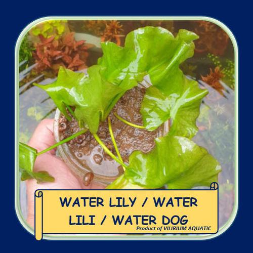 Jual TANAMAN AQUASCAPE - WATER LILY / WATER LILI / WATER DOG - Jakarta ...