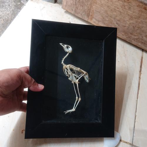 Jual Hiasan dinding taxidermy skeleton tulang tengkorak asli Tulang ...
